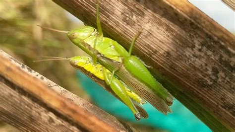 Two Grasshoppers One Slightly Yellowish Are Seen Clinging To A Rustic Wooden Surface The