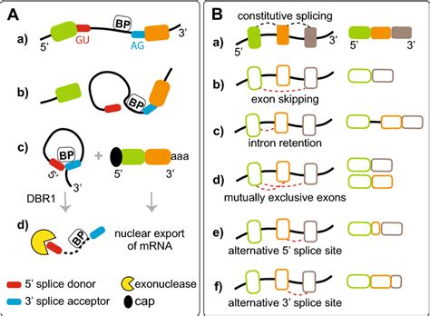 Constitutive And Alternative Pre Mrna Splicing Aprocessing Of Introns
