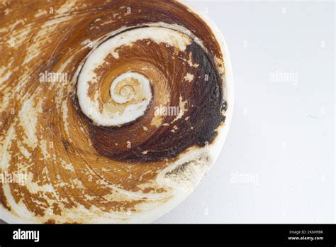 Fossilized Snail Shell With Orange And Black Colors Macro Picture On White Surface Stock Photo