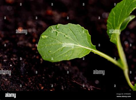 Small Bok Choi Seedlings Bok Choy Or Chinese Cabbage Growing Organic