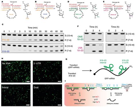 Comparison Of Different Modification Methods Of Dnazymes And Catalytic