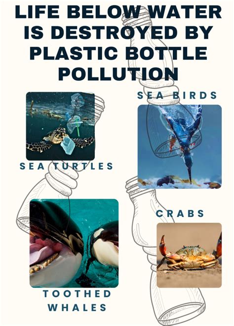 Ibdp Öğrencilerimizden Küresel Gençlik Eylem Bursu Başarısı Terabook Fulya Müldür Aktürk