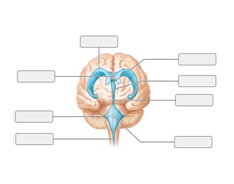 Art Labeling Activity Figure 12 4b Quiz