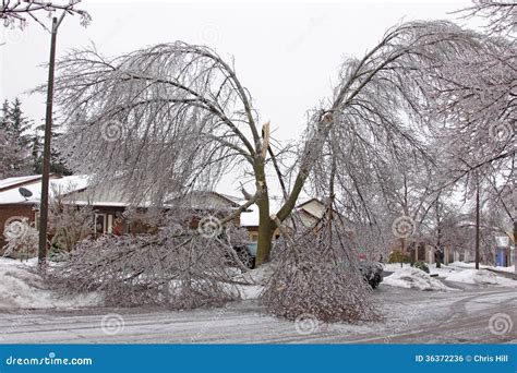 Ice Damaged Tree Stock Photo Image Of Fallen Leaves 36372236