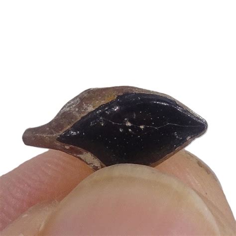 Lepidosteus Suessonensis Fosilpaleos