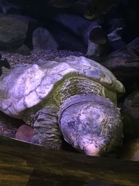 Alligator Snapping Turtle In Grand Lake Oklahoma