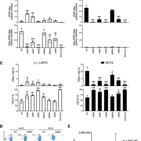 Mycl Regulates Cytoskeleton And Cell Adhesion Related Proteins During