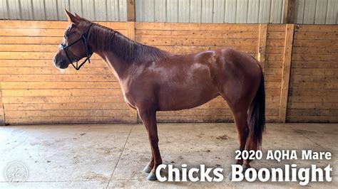 Chicks Boonlight Zwph Sold Youtube