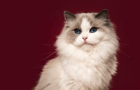 Gatinhos Ragdoll Muito Fofos Gatos Peludos 5 Raças Que Você Vai Se