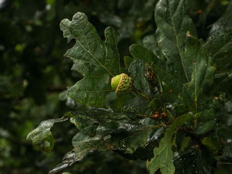 Tree Folklore Seasonofearth