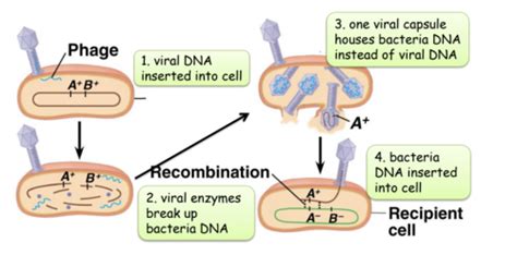 Chapter 22 Prokaryotes Flashcards Quizlet