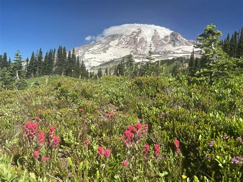 Skyline Loop Just Peachy