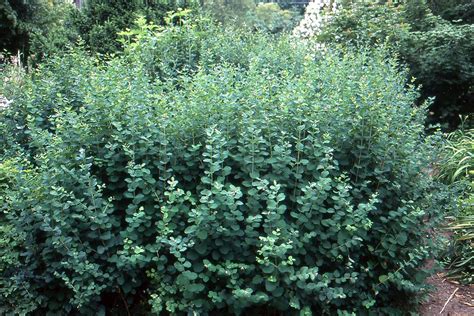 Common Snowberry Shrub