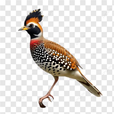 컬러풀 형형색색 다채롭다 이국적인 새 얼룩덜룩한 깃털 주황색 볏 검정 마스크 날카롭다 부리 빨간 목 점박이 서 있는 자세 흰색 배경 흰 배경 하얀 배경 세부 디테일 항목