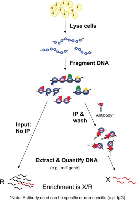 A Schematic Of The ChIP Process Flow And Illustration Of How Gene Download Scientific Diagram