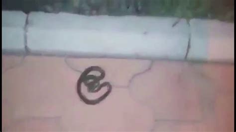 ქვეწარმავალი ტბის სასიერნო ბილიკზე Youtube