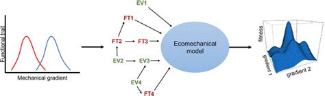 A New Model To Incorporate The Dynamic Attributes Of FTs In Biology Download Scientific Diagram