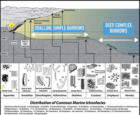 Geol 238 Lecture 10 Ichnology Flashcards Quizlet