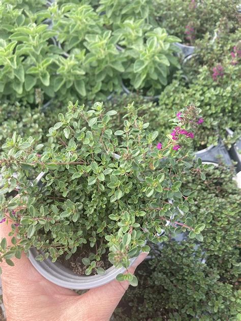 Thyme Ruby Glow Kitchen Garden Plant Centre
