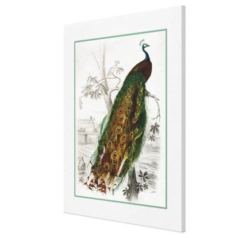 Peacock Roosting Canvas Print Zazzle Canvas Prints Canvas