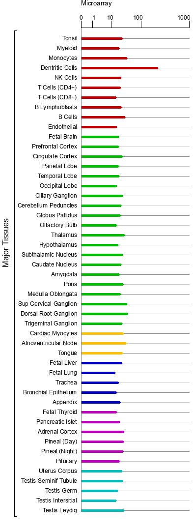 Lilra4 Gene Genecards Lira4 Protein Lira4 Antibody