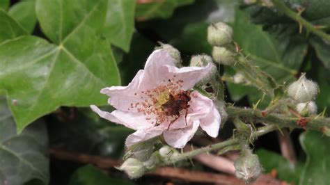 Img2873 Bug Woman Adventures In London