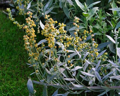 Artemisia Ludoviciana Gardensonline
