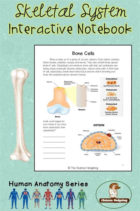 Skeletal System Notes Skeletal System Interactive Notebook Interactive Notebooks High Babe