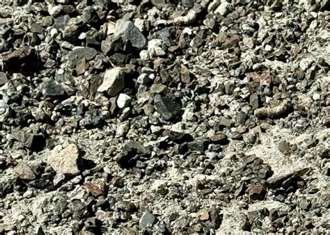 In Oregon A Fossilized Grasshopper Egg Pod Takes Center Stage