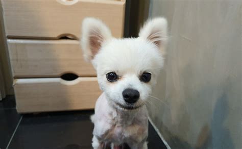 창원 2021 0144 폼피츠 단이 책임분양 강아지무료분양 고양이무료분양 도그마루 보호소 유기견 고양이입양 유기견보호센터 무료분양 유기견무료분양 유기묘보호소