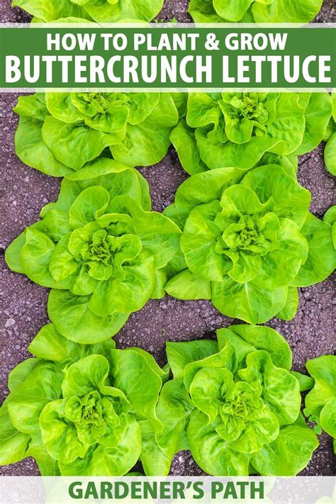 How To Plant And Grow Buttercrunch Lettuce In 2025 Buttercrunch