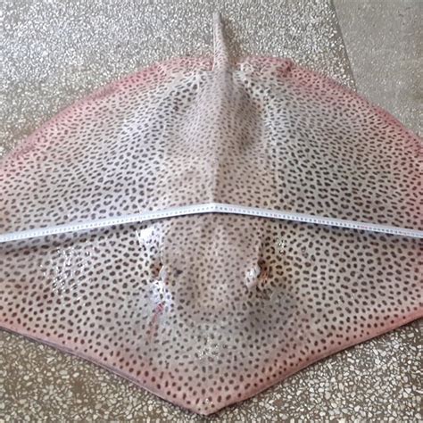 Female And Male Himantura Uarnak Embryos Download Scientific Diagram