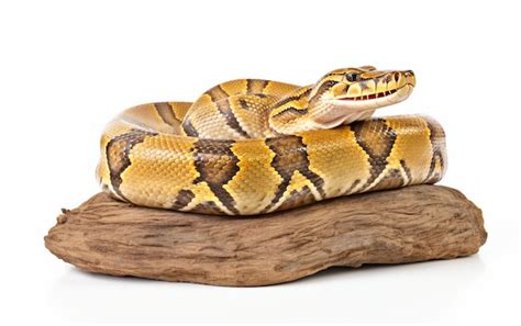 Premium AI Image The Enigmatic Burmese Python Snake Isolated On Transparent Background
