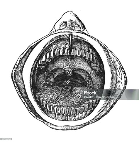 Human Oral Cavity Vintage Engraved Illustration Isolated On White