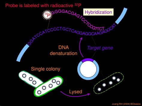 Ppt Hybridization Of Nucleic Acids Powerpoint Presentation Free