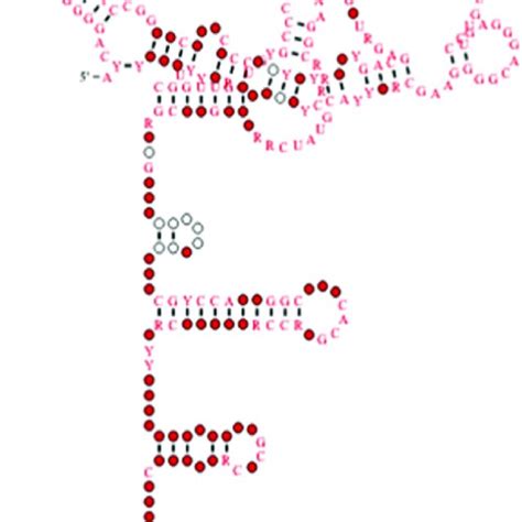 Biofilm Associated Non Coding Regulatory Rna In Gram Negative Bacteria