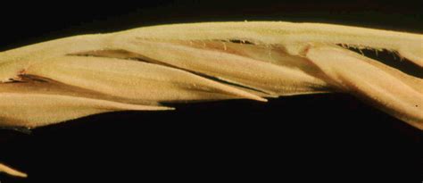 Grass Genera Of The World Microchloa Rbr