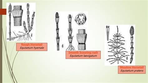 Sphenophyta Pptx Sphenophyta Pptx