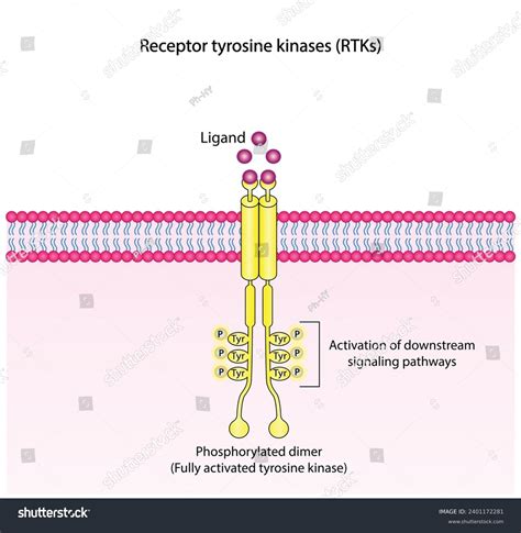 Tyrosine Kinase Receptor Dimerization Phosphorylation Activation Stock