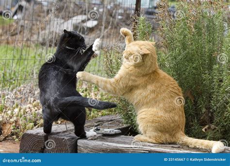 Two Cats Fighting Stock Image Image Of Beauty Black 33145667
