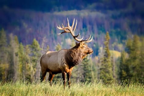 Elk Bancroft Ontario