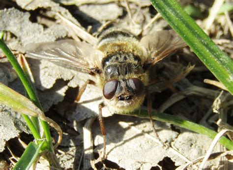 Discussion Forum Id Please Hypoderma Diana