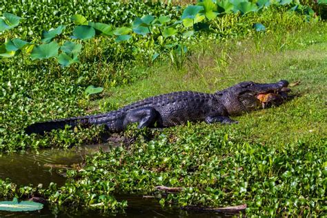 15 Things Alligators Like To Eat Diet And Facts