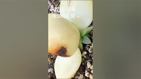 적심자구들 귀욤귀욤 꿀잠 하셔유 ~ 파종이 실생 다육 다유기 다육이 다육식물 반려식물 다육판매 다육이판매