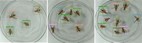 Object Detection Results Display Of B Minax Download Scientific Diagram