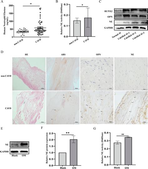 The Expression And Activity Of Ne In The Serum And Calcified Aortic Download Scientific Diagram