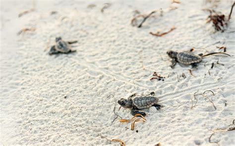 How Sea Turtles Remarkably Navigate Using Magnetic Fields