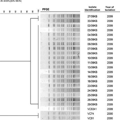 Pfge Banding Patterns Of Noti Digested Total Cellular Dna From V Download Scientific Diagram