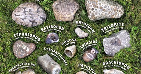 Tywkiwdbi Tai Wiki Widbee A Chart Of Fossils Commonly Seen In The