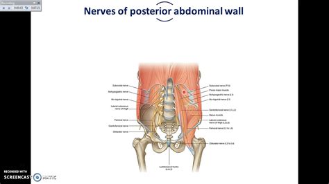 Overview Of Abdomen 5 Muscles And Nerves Of Posterior Abdominal